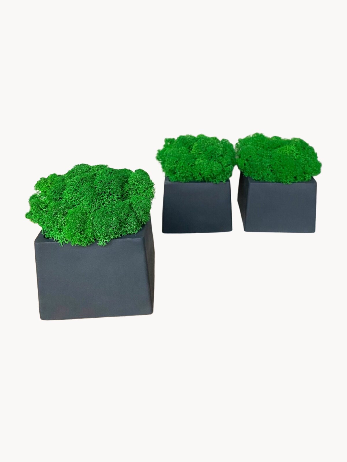 Мох стабилизированный в квадратном кашпо черного цвета, 3 штуки для декора дома