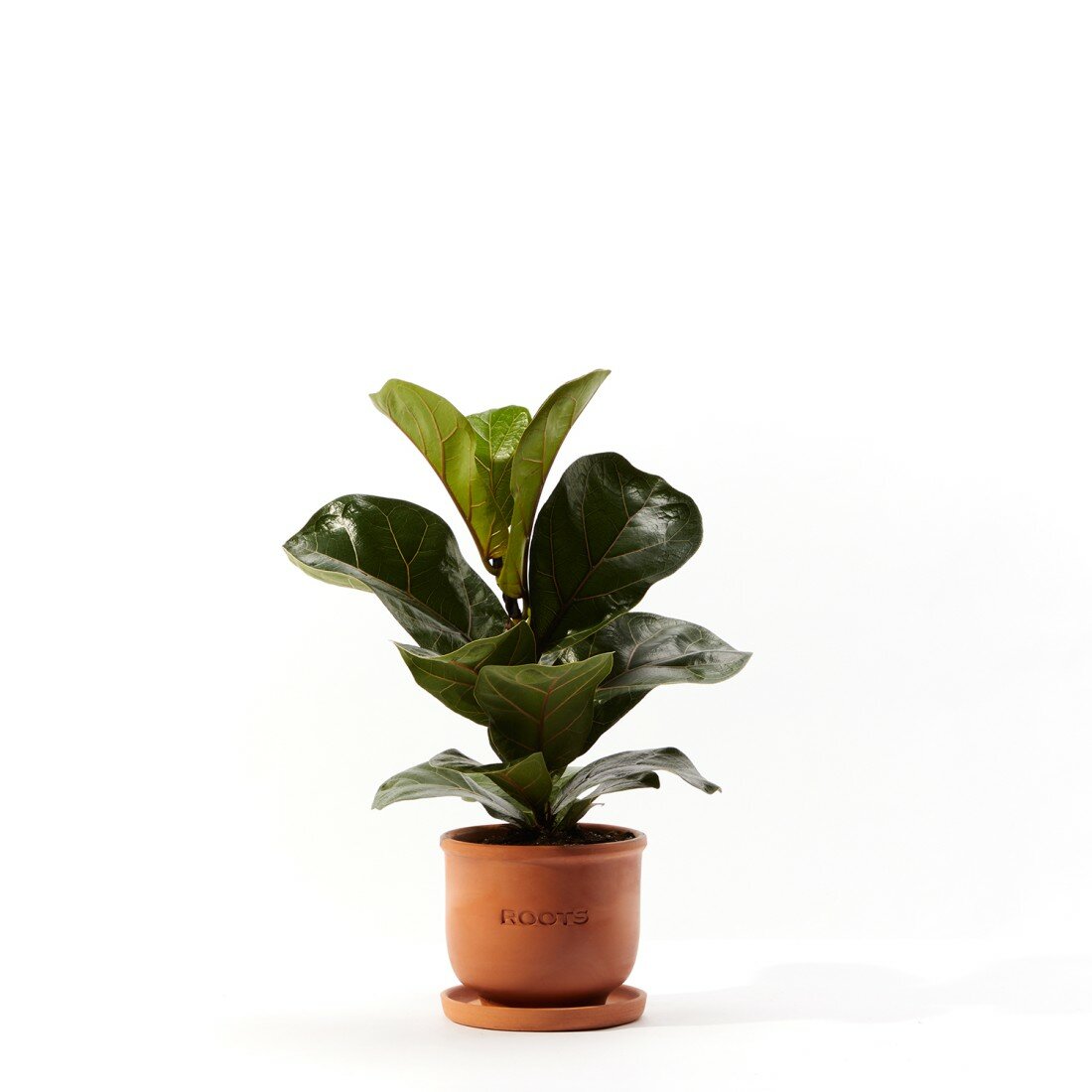 Фикус Лирата d12