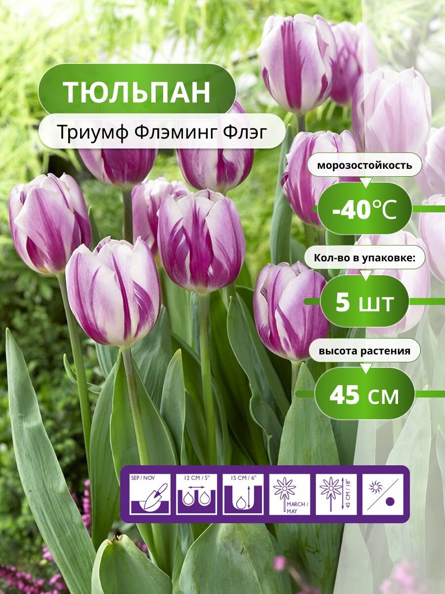 Тюльпан Триумф Флэминг Флэг 5 лук / луковичные многолетние цветы
