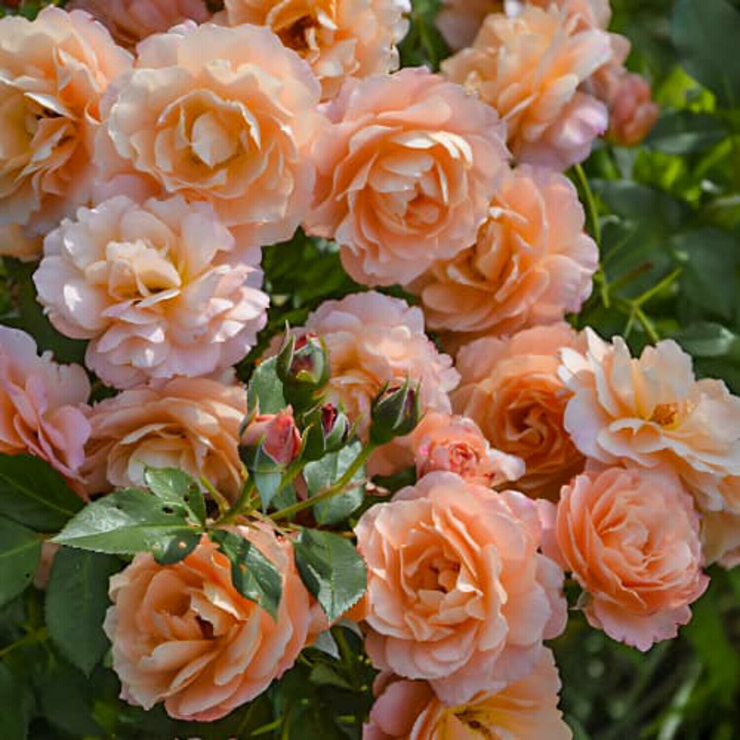 Роза плетистая Эприкот Скай (Apricot Sky), 1 шт, розы