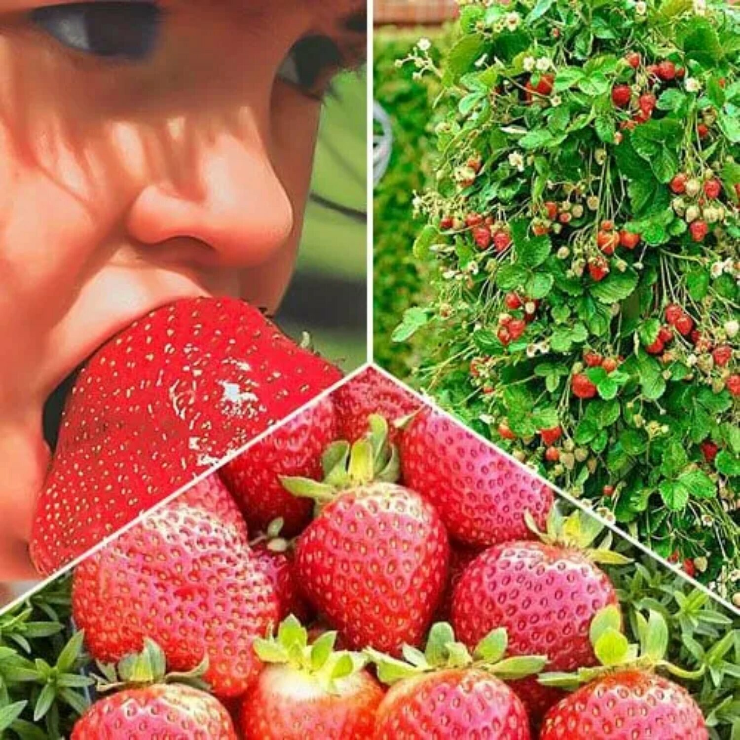 Комплект ремонтантной клубники "Большой урожай" из 3 сортов / 15 шт