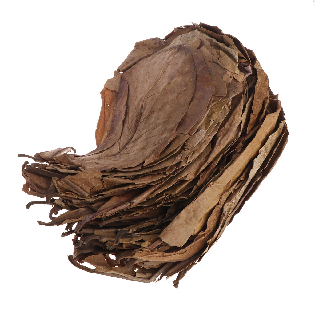 Листья индийского миндаля, 5,9-11,8 дюймов, кондиционер для воды, натуральный улучшитель среды обитания для рыбок бетта и гурами, 50 листьев в упаковке.