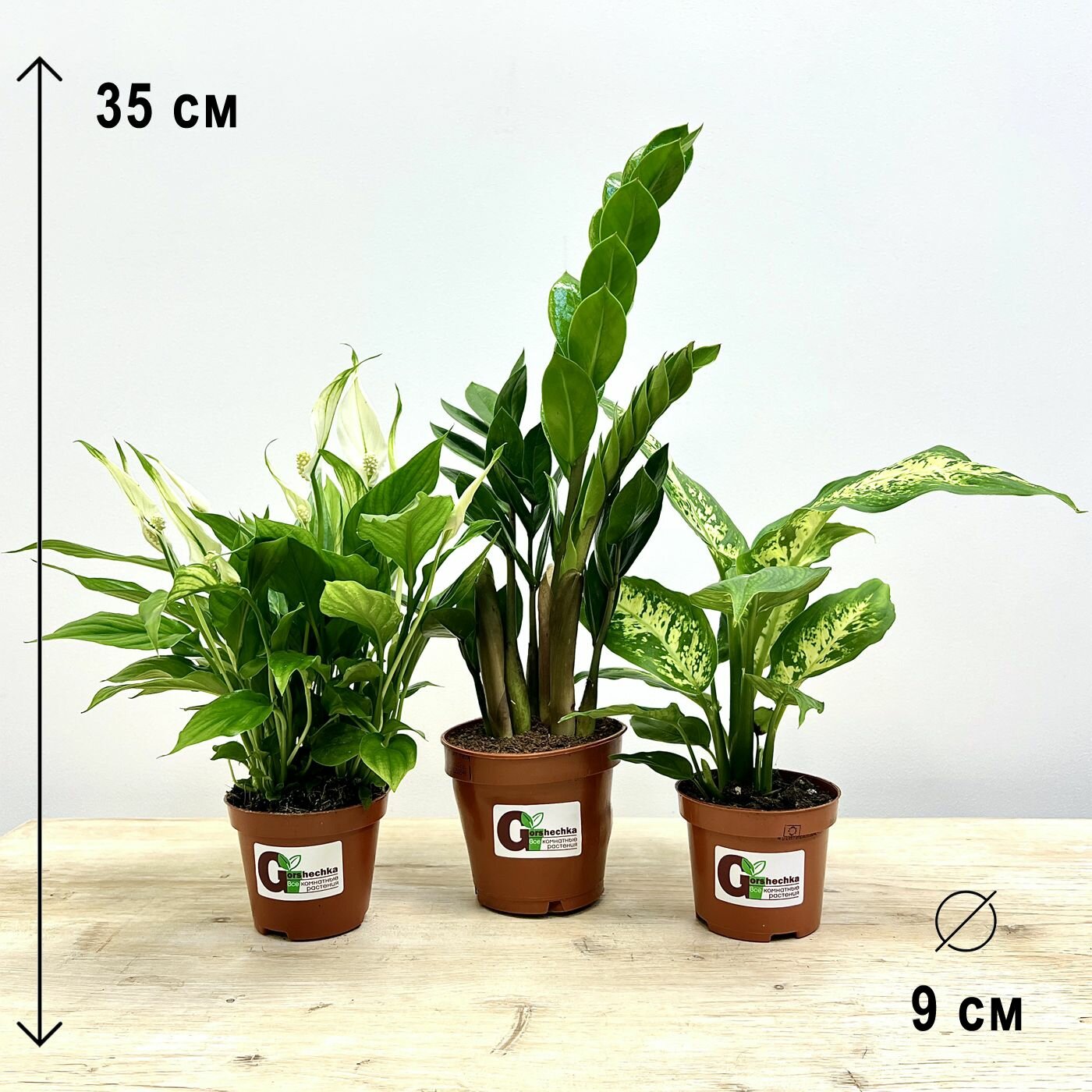 Набор 3 растения (d9): Замиокулькас, Диффенбахия, Спатифиллум, высота 25-40см