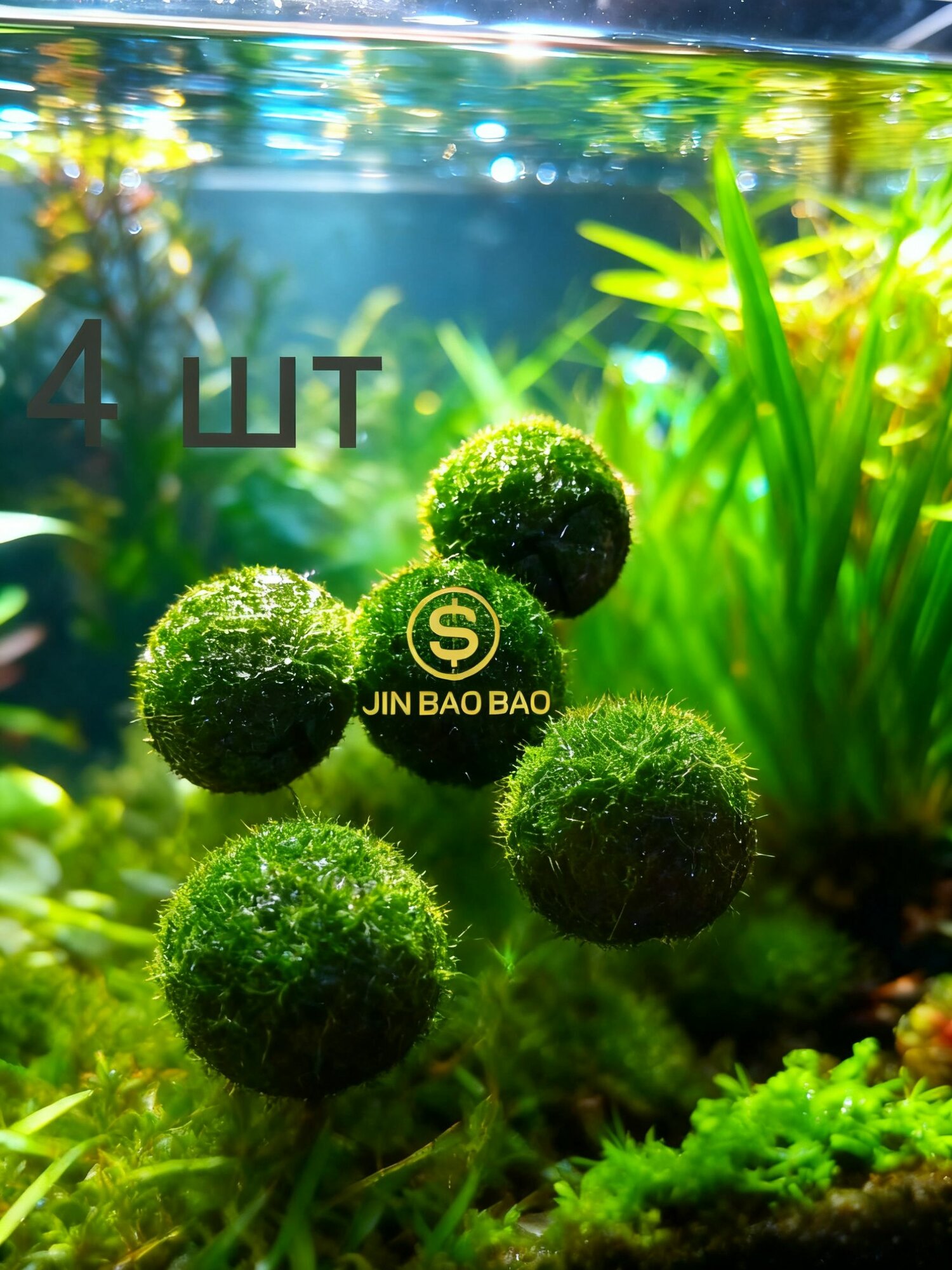 Шар маримо живой мох аквариумный набор с банкой
