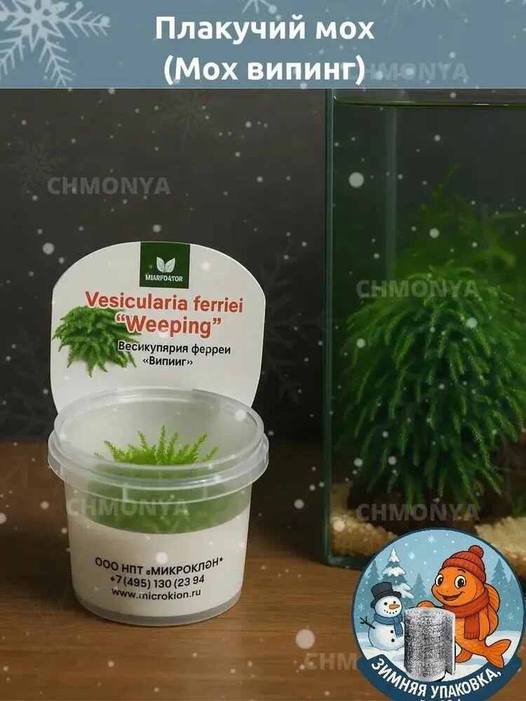 Меристемное растение Плакучий мох Випинг живое аквариумное растение