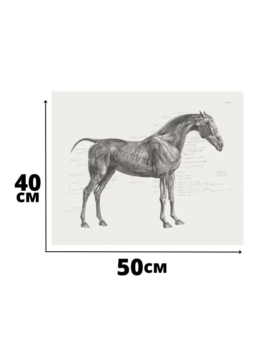 Постер Лошадь Конь