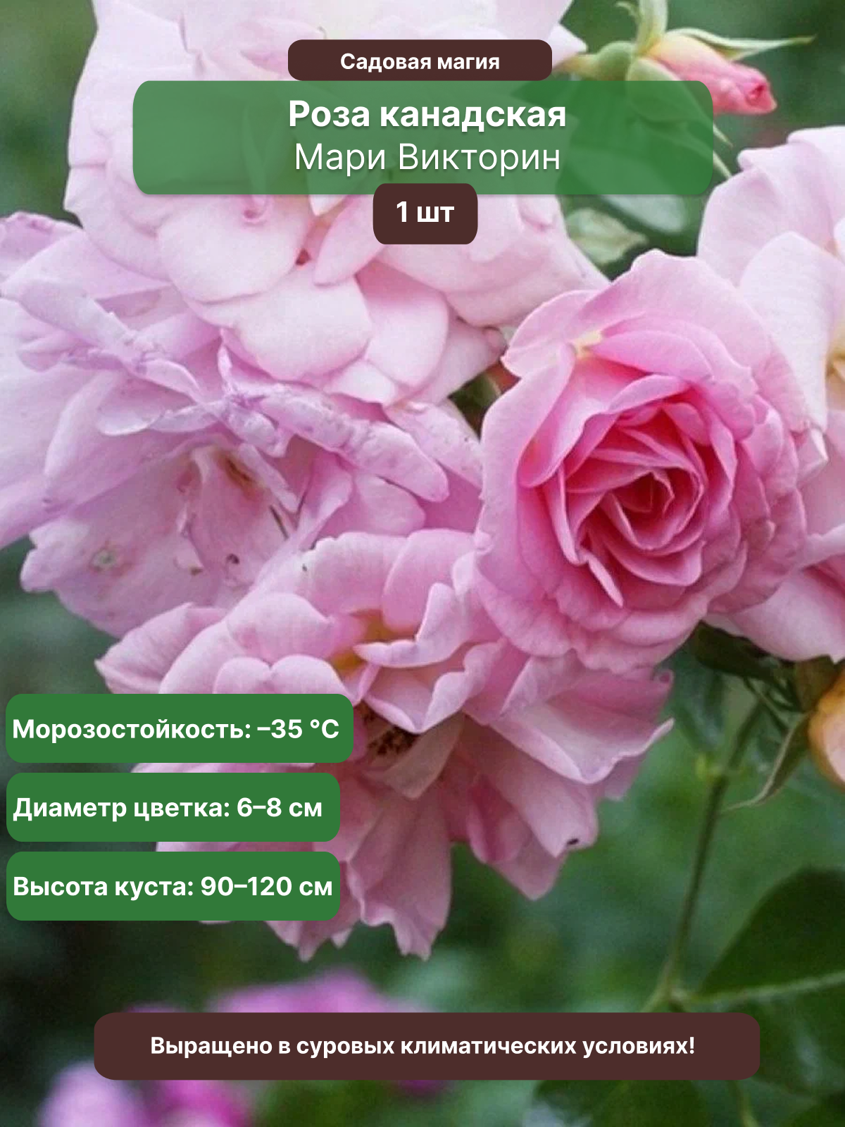 Роза канадская Мари Викторин / 1 шт, морозостойкая, ароматная
