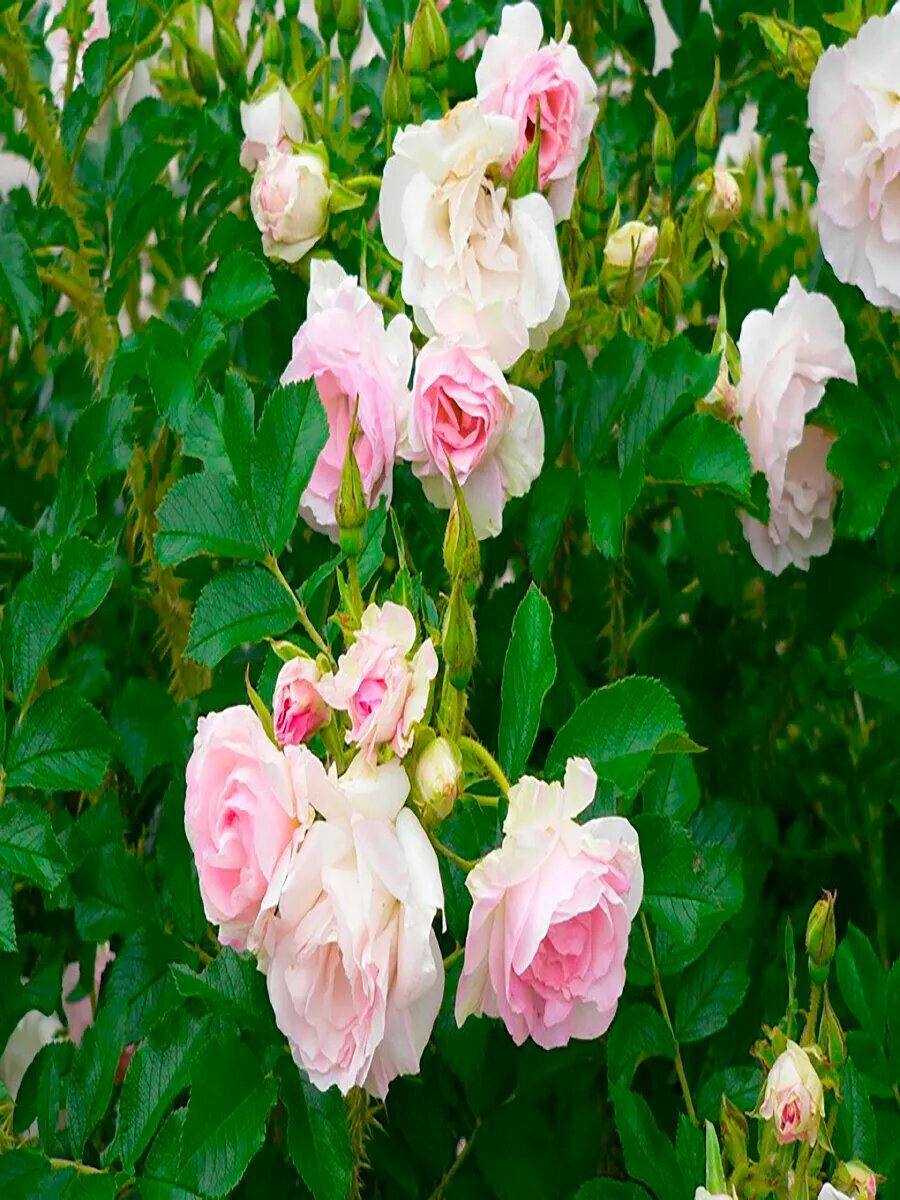Роза морщинестая Ritausma