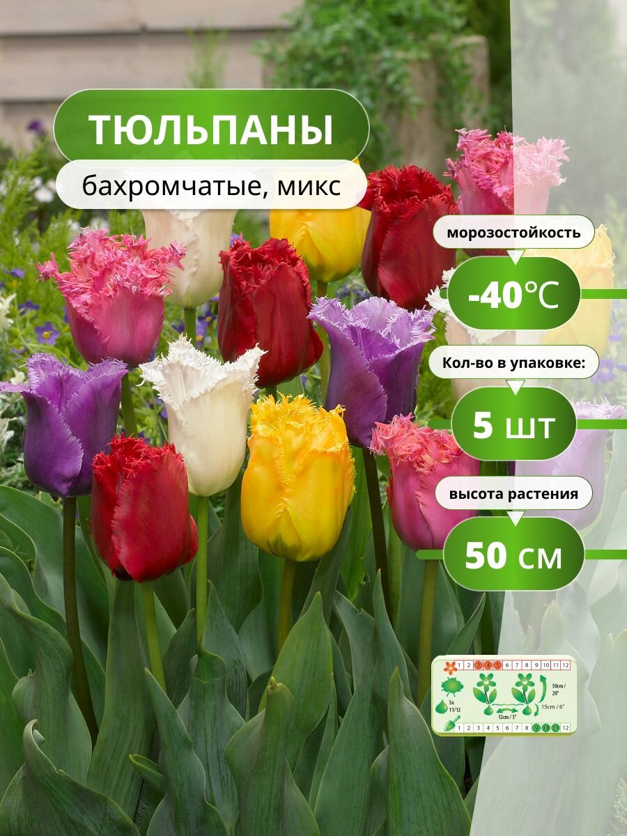 Тюльпаны Holland Bulb Market "Бахромчатые", многолетние, 5 луковиц, разноцветные