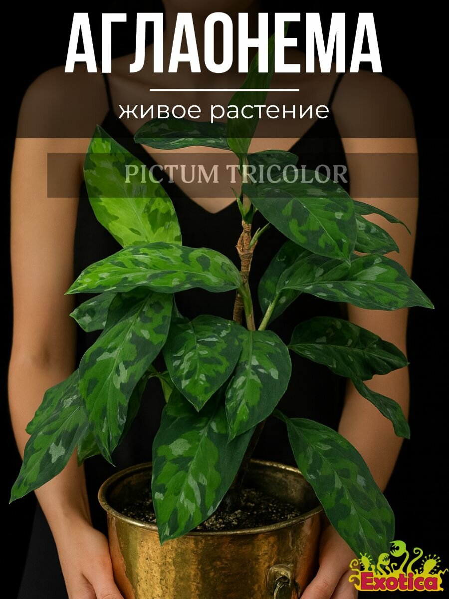 Аглаонема Пиктум Триколор (Aglaonema Pictum Tricolor) D6см, домашнее растение