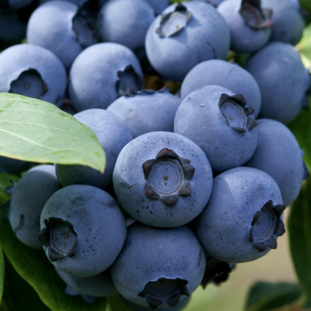 Голубика Легаси (Legacy) / 1 шт, морозостойкий, высокоурожайный сорт