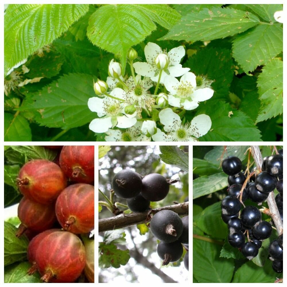 Набор саженцев Бермудский треугольник; 3 шт