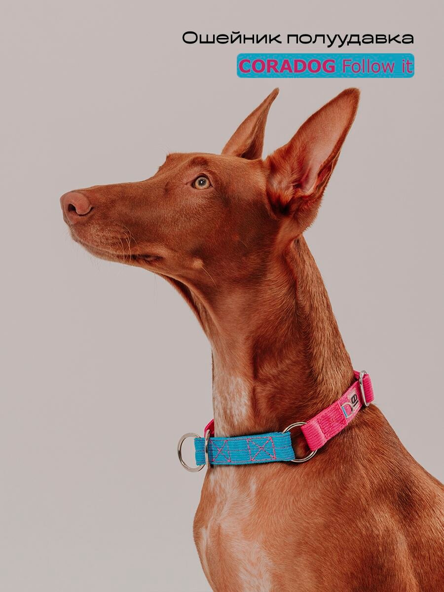 Ошейник-полуудавка, мартингейл, CORADOG Follow it, для средних и крупных собак, голубой ярко розовый, размер M 35-49 см, ширина 2,5 см
