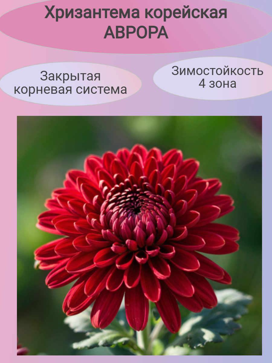 Хризантема корейская Аврора