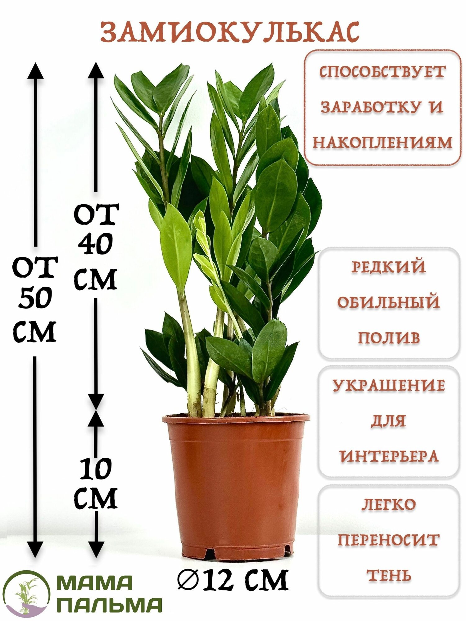 Замиокулькас живой (от 7 веток и больше) долларовое дерево в горшке D12 высота 50 см