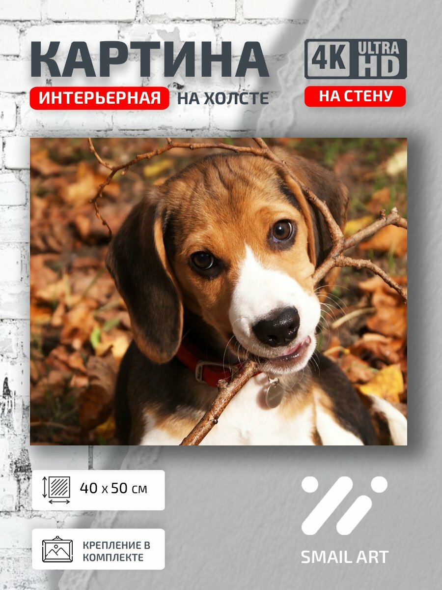 Картина на холсте интерьерная 40 на 50 на стену Мордочка Mood для студии атмосфера интерьер