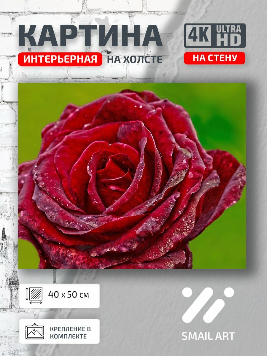 Картина на холсте интерьерная 40 на 50 на стену Бордовая Macro для офиса макро интерьер
