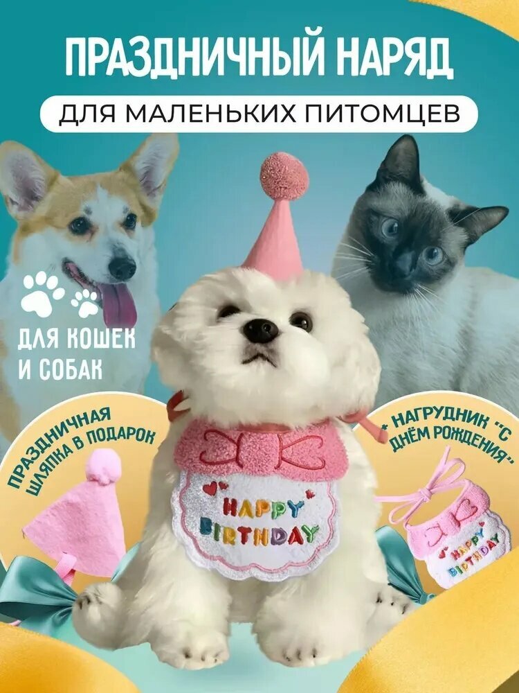 Ошейник и колпак для кошки и собаки на День Рождения