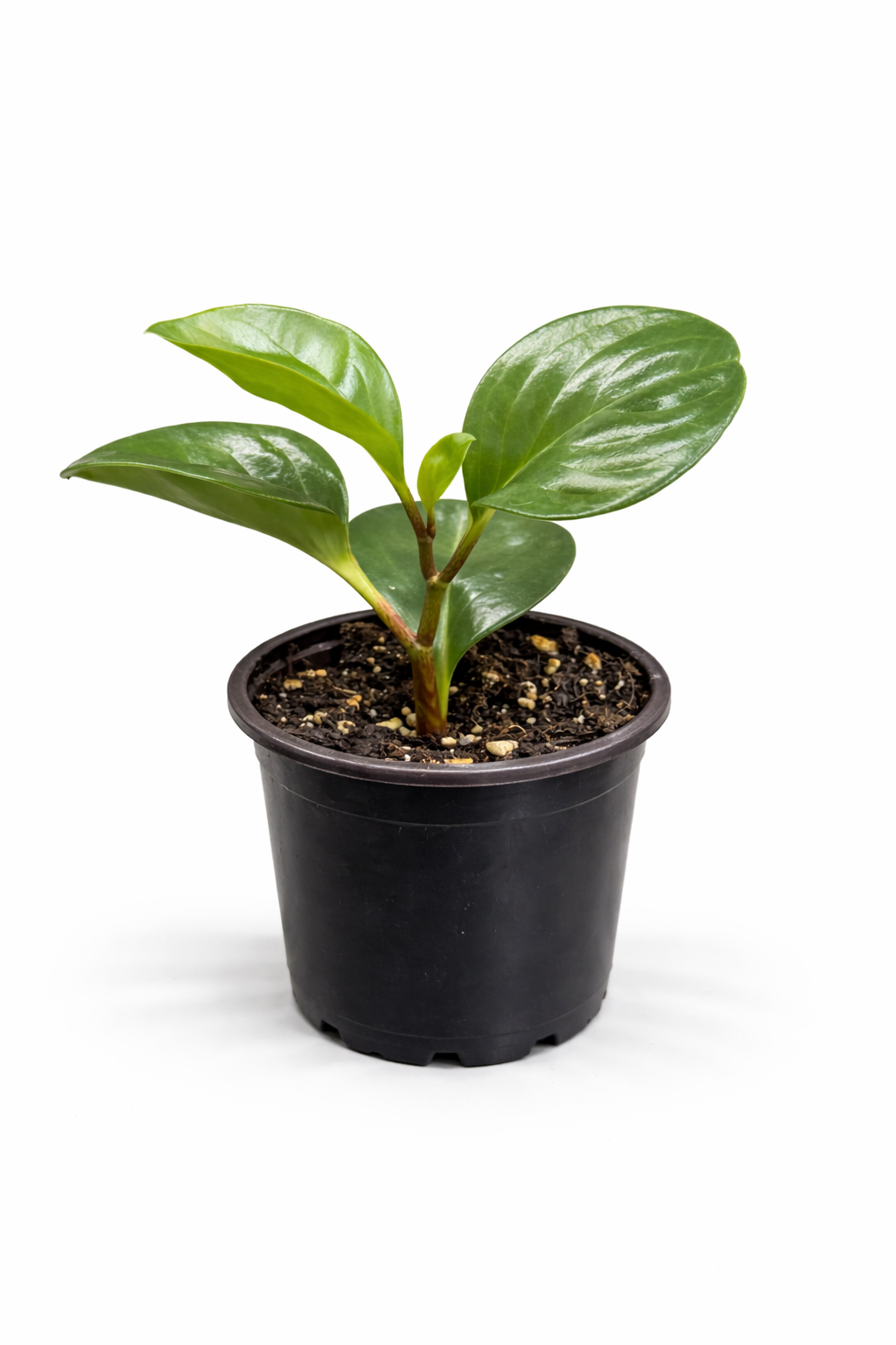 Пеперомия туполистная (Peperomia obtusifolia) 10см