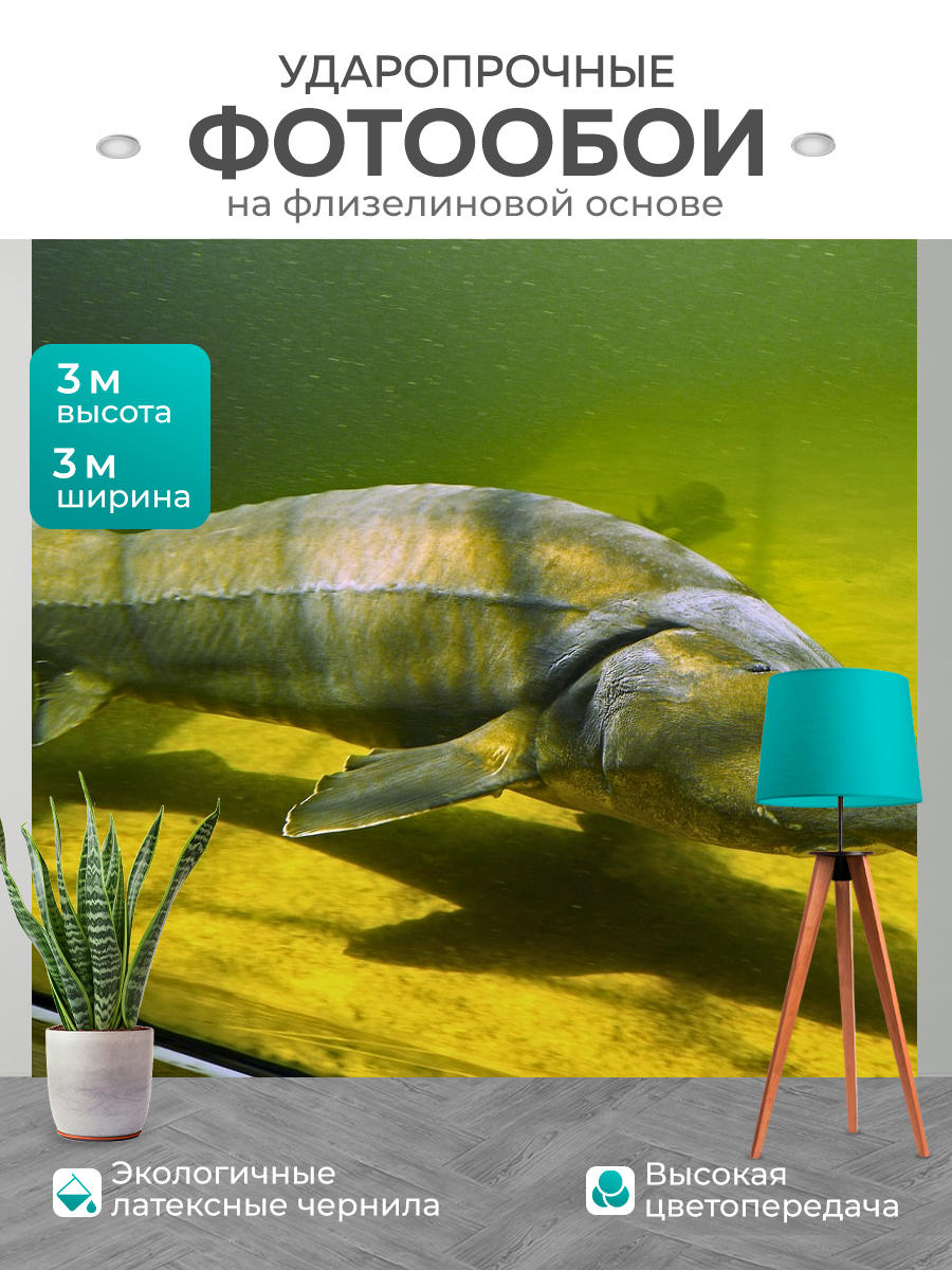 Фотообои моющиеся ударопрочные "Kapitaler осетровых рыб, большой аквариум, рыбы" 300x300 см. флизелиновые на стену