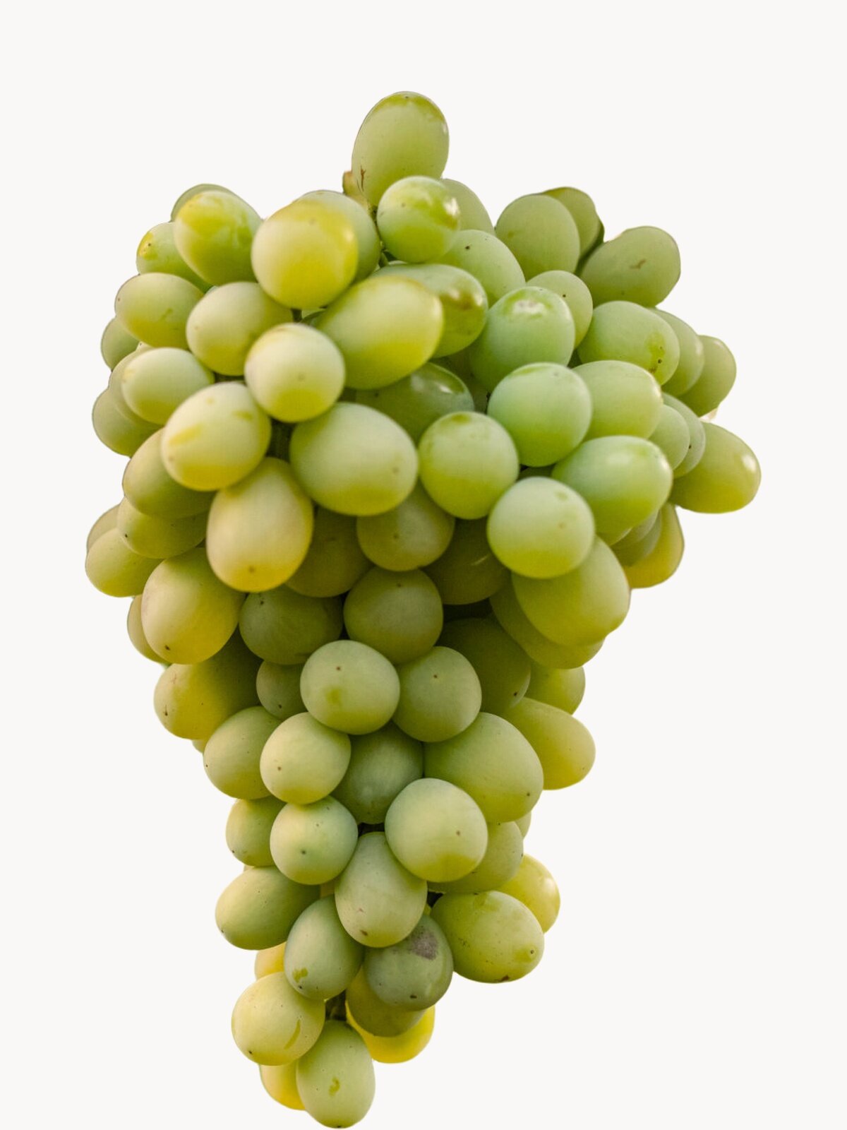 Виноград Амурский Белый , раннеспелый, морозоустойчивый, 2шт