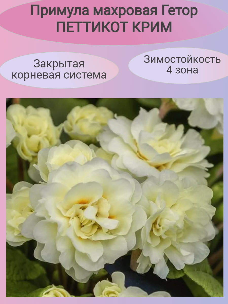 Примула махровая Гетор Петтикот Крим