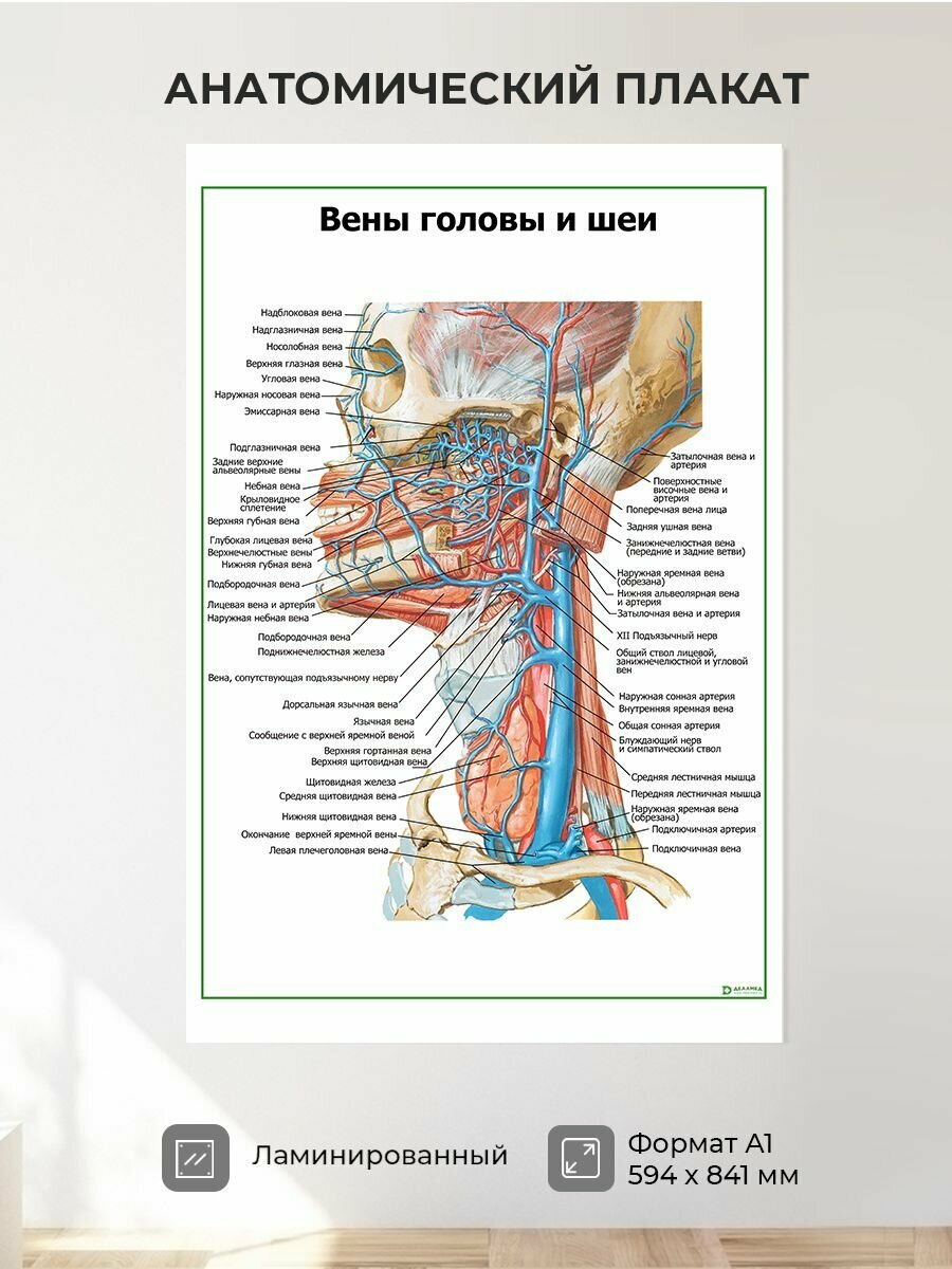 Обучающий медицинский плакат ламинированный формат А1 Вены головы и шеи