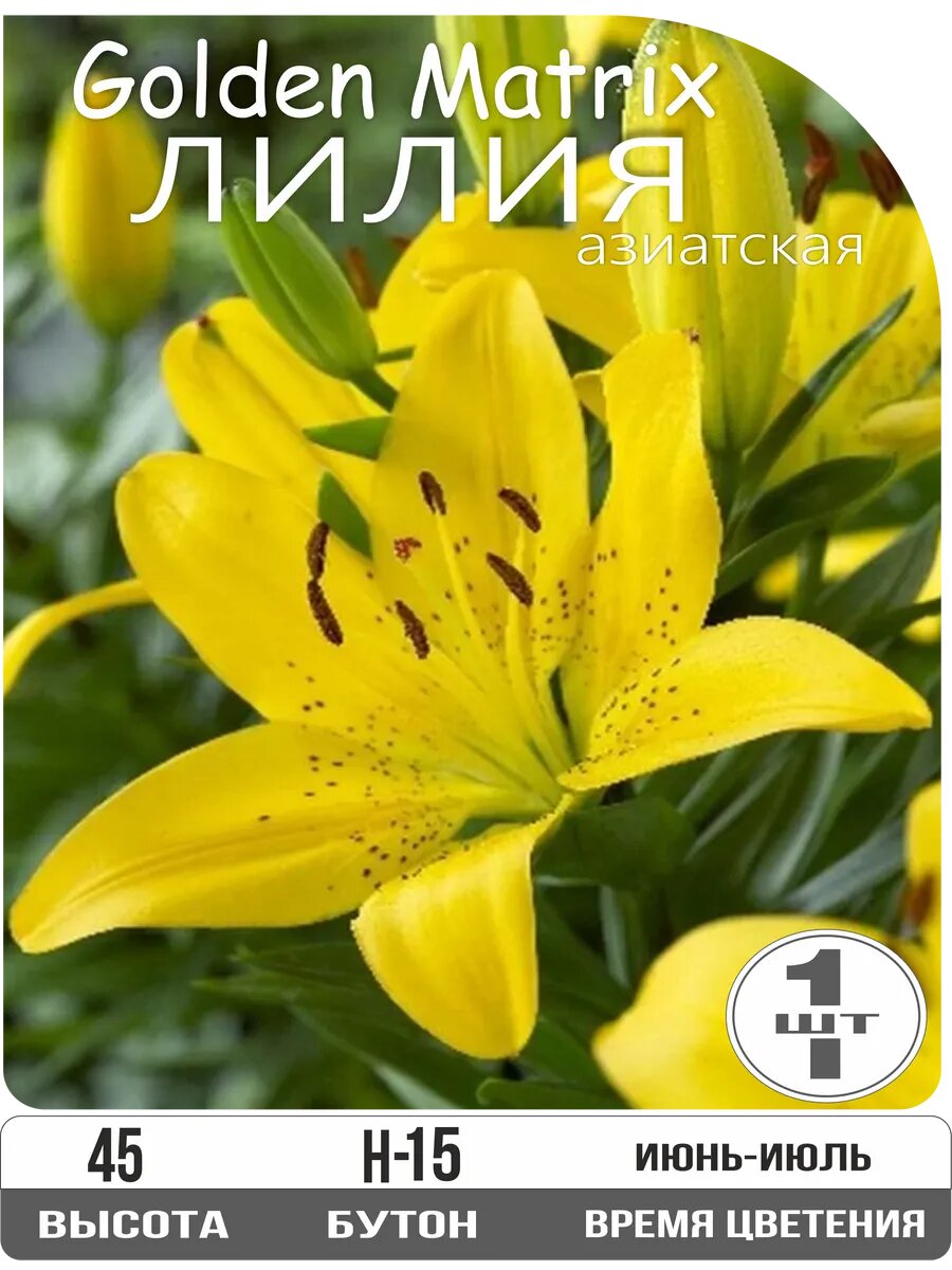 Лилия Голден Матрикс многолетняя, высота 45 см, желтые, 1 шт. Eywa