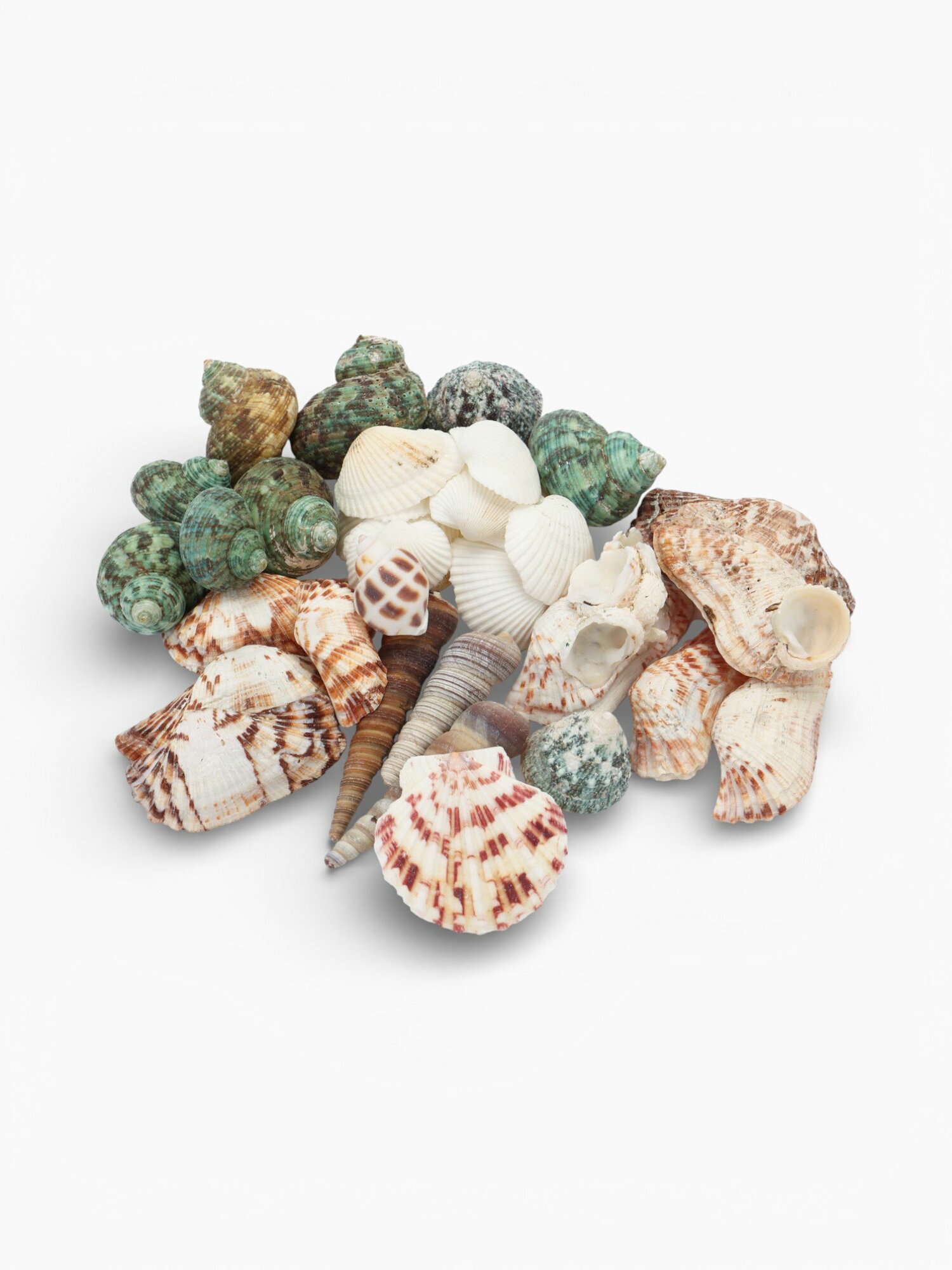 Набор ракушек 200 г, микс №1, вид декора: ракушки, цвет: разноцветный