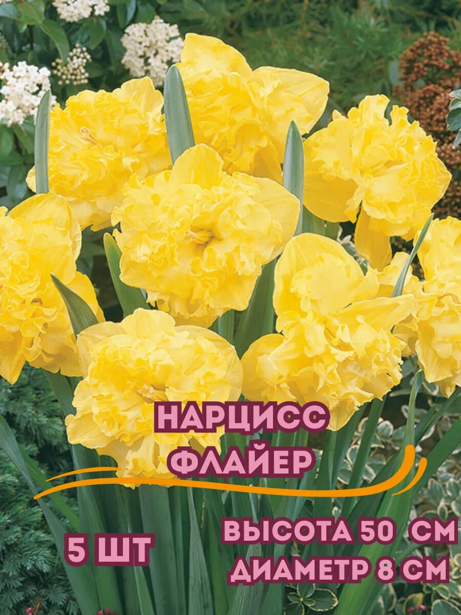 Луковицы нарциссов махровых