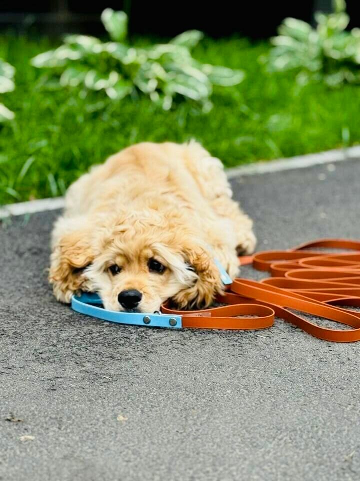 Поводок для собак из Биотана, 15 мм ,3 м, коричневый с голубым