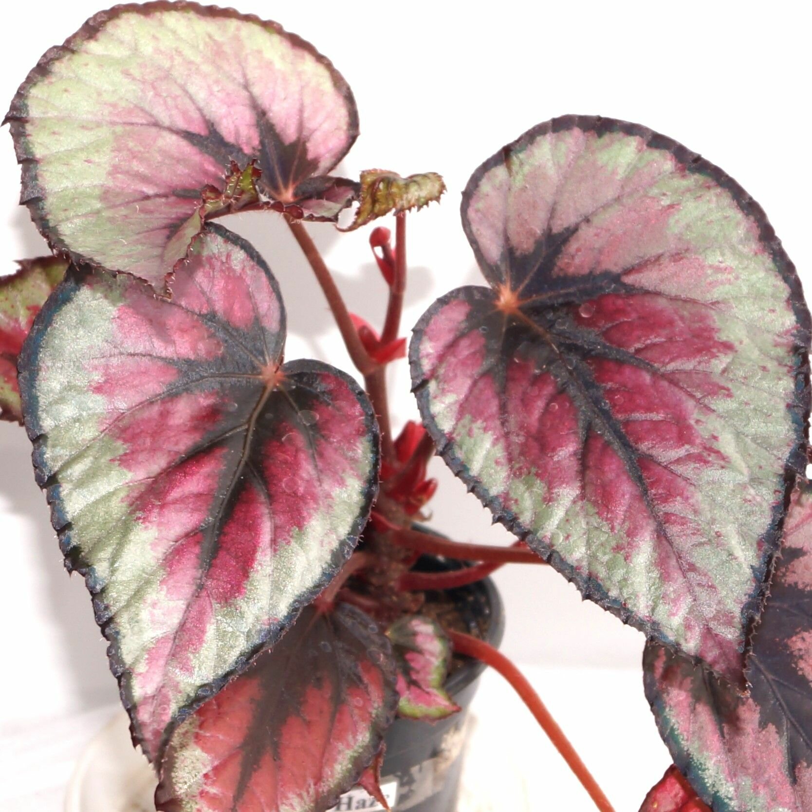 Бегония декоративно-лиственная Maori Haze