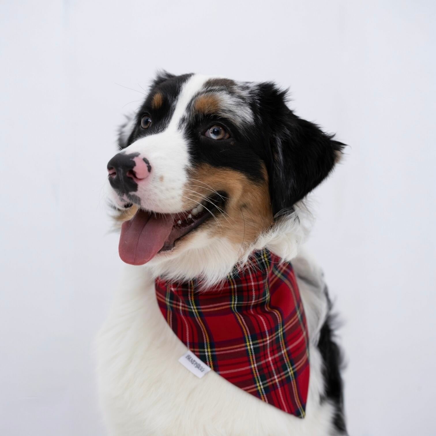 Бандана для собак на резинке Эдинбург Шотландка от BandiDog красная клетка для крупных пород