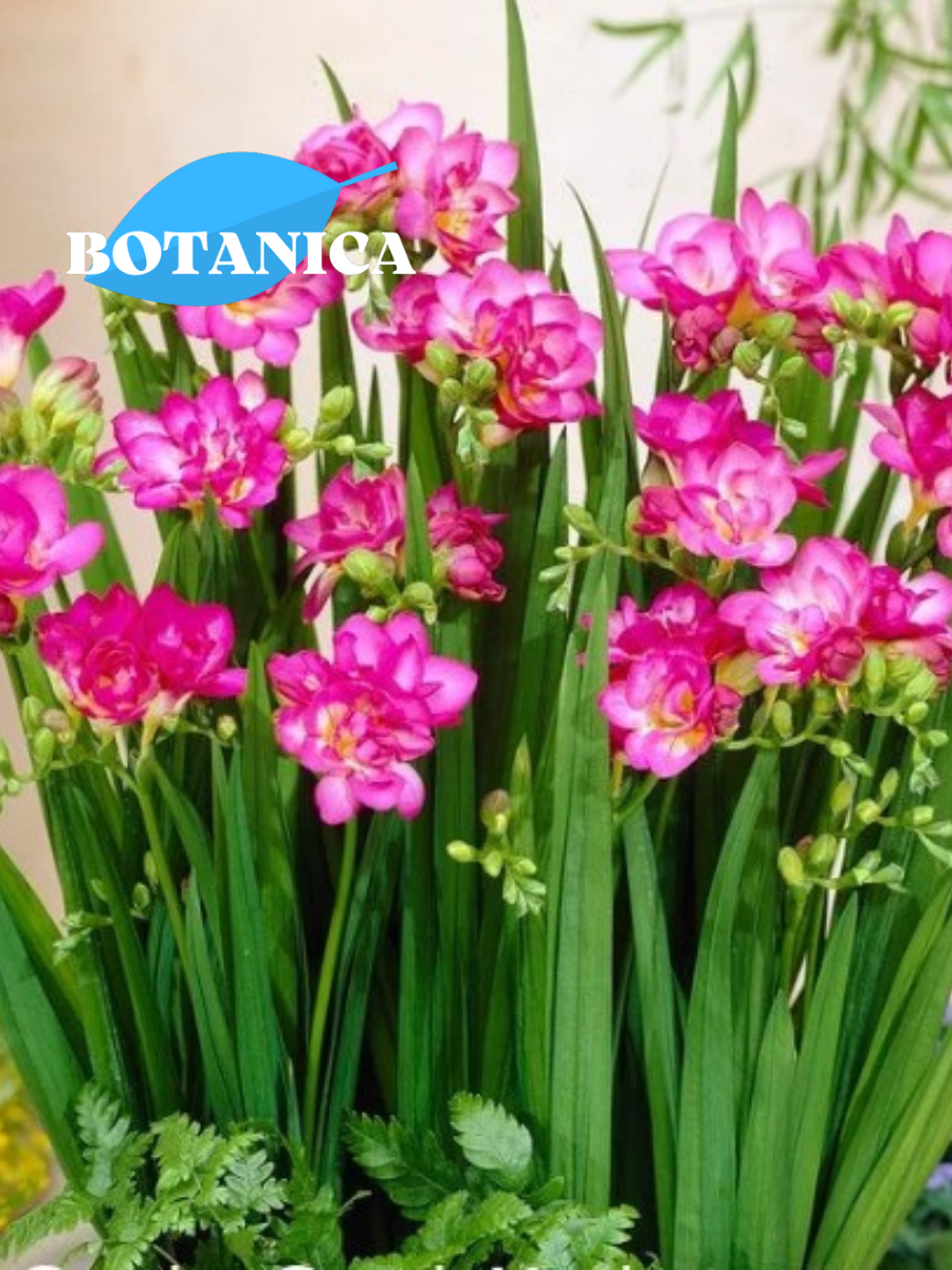 Луковицы цветов, botanica garden, фрезия дабл пинк, ( 10 штук )
