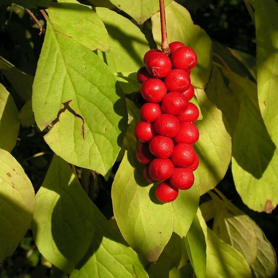 Семена Орешка Лимонник китайский 20 ШТ