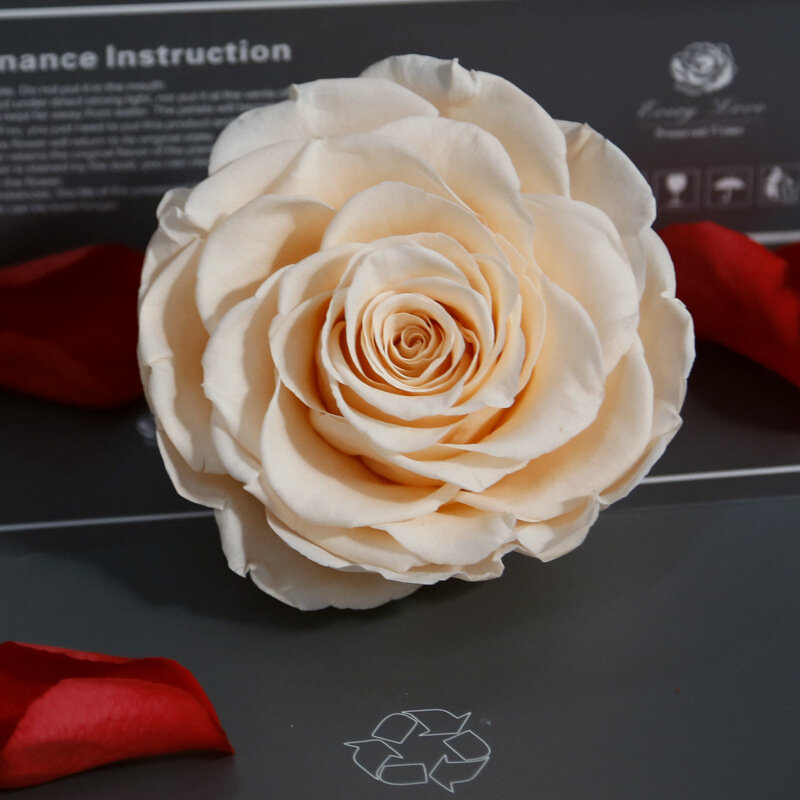 Вечный цветок PHILIA, роза, сохраняющая свежесть, 9-10см, шампанское