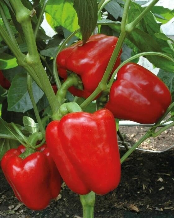 Коллекционные семена перца сладкого Савио F1