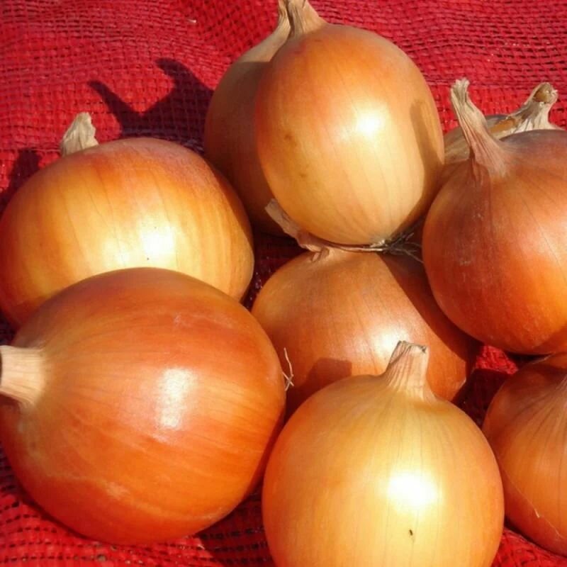 Коллекционные семена лука репчатый Крепыш