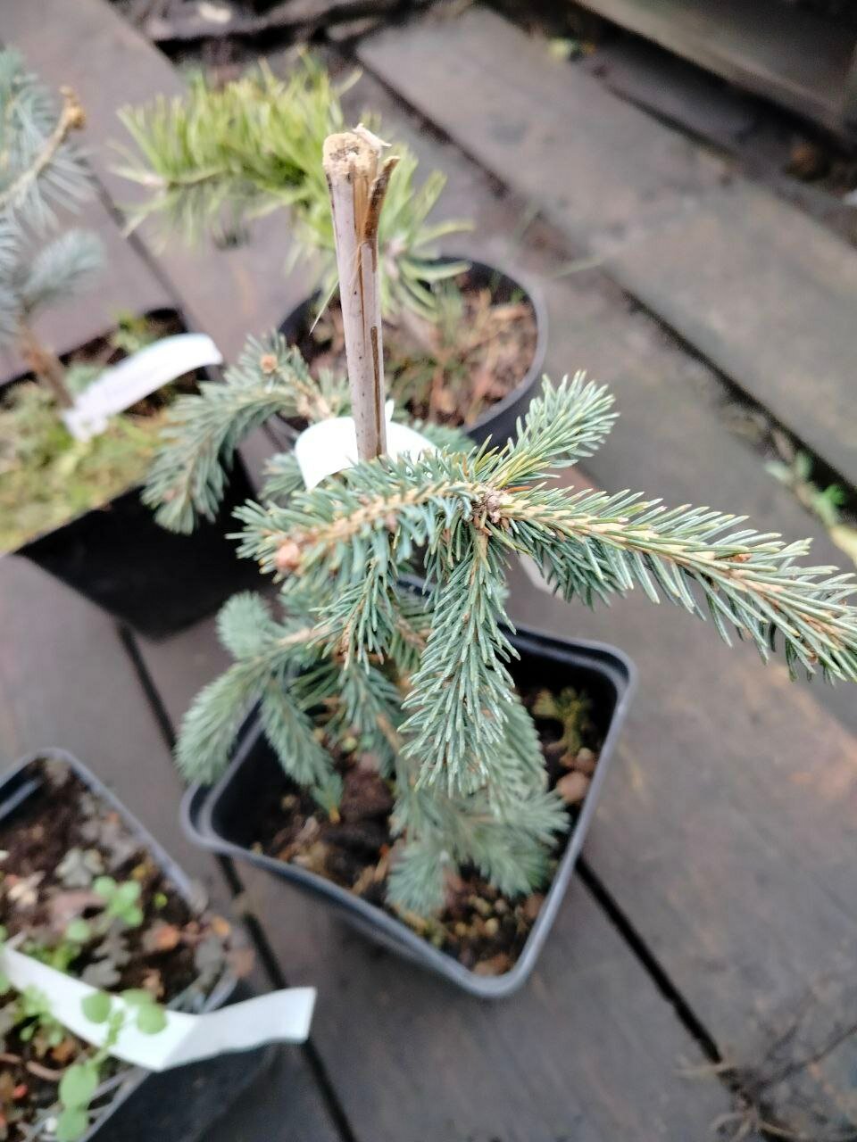 Ель сизая Синди, с2