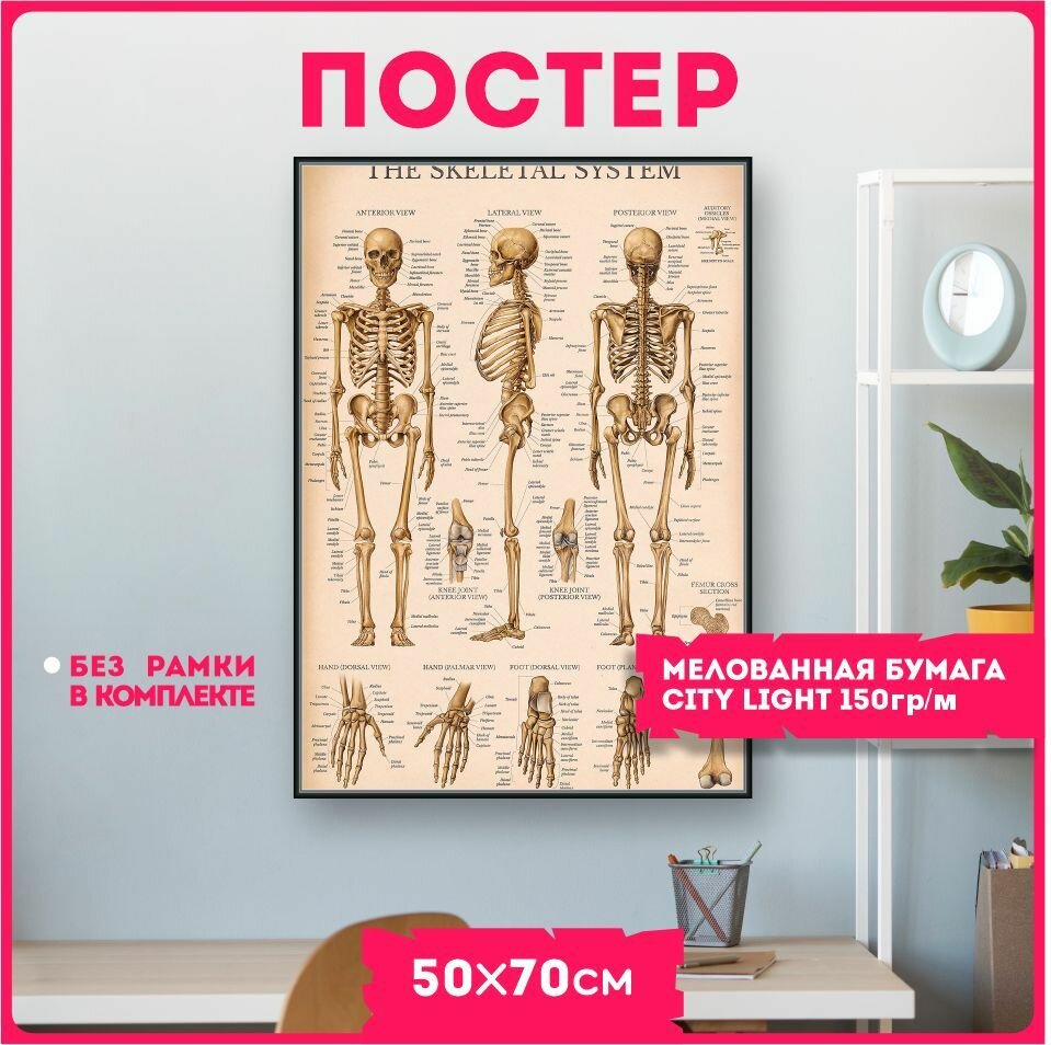 Постеры на стену Анатомия строение тела