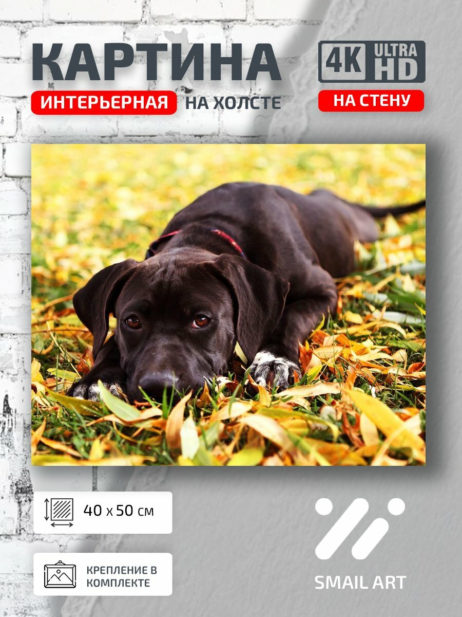 Картина на холсте интерьерная 40 на 50 на стену Лабрадор Mood для студии атмосфера интерьер