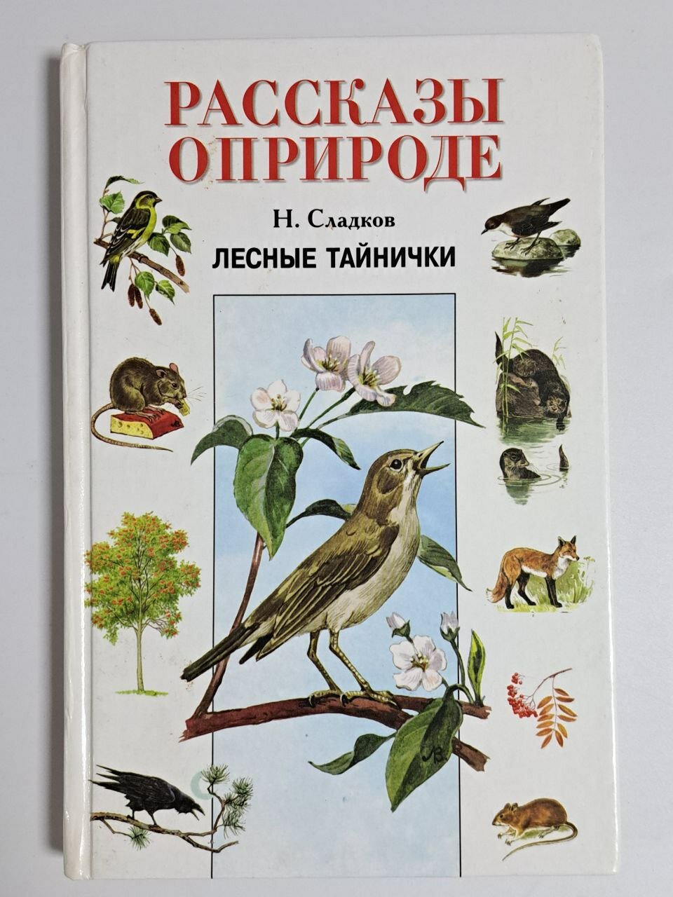 Лесные тайнички