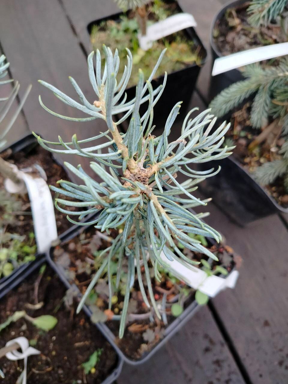 Пихта одноцветная Айс Лонг Хеар, р14