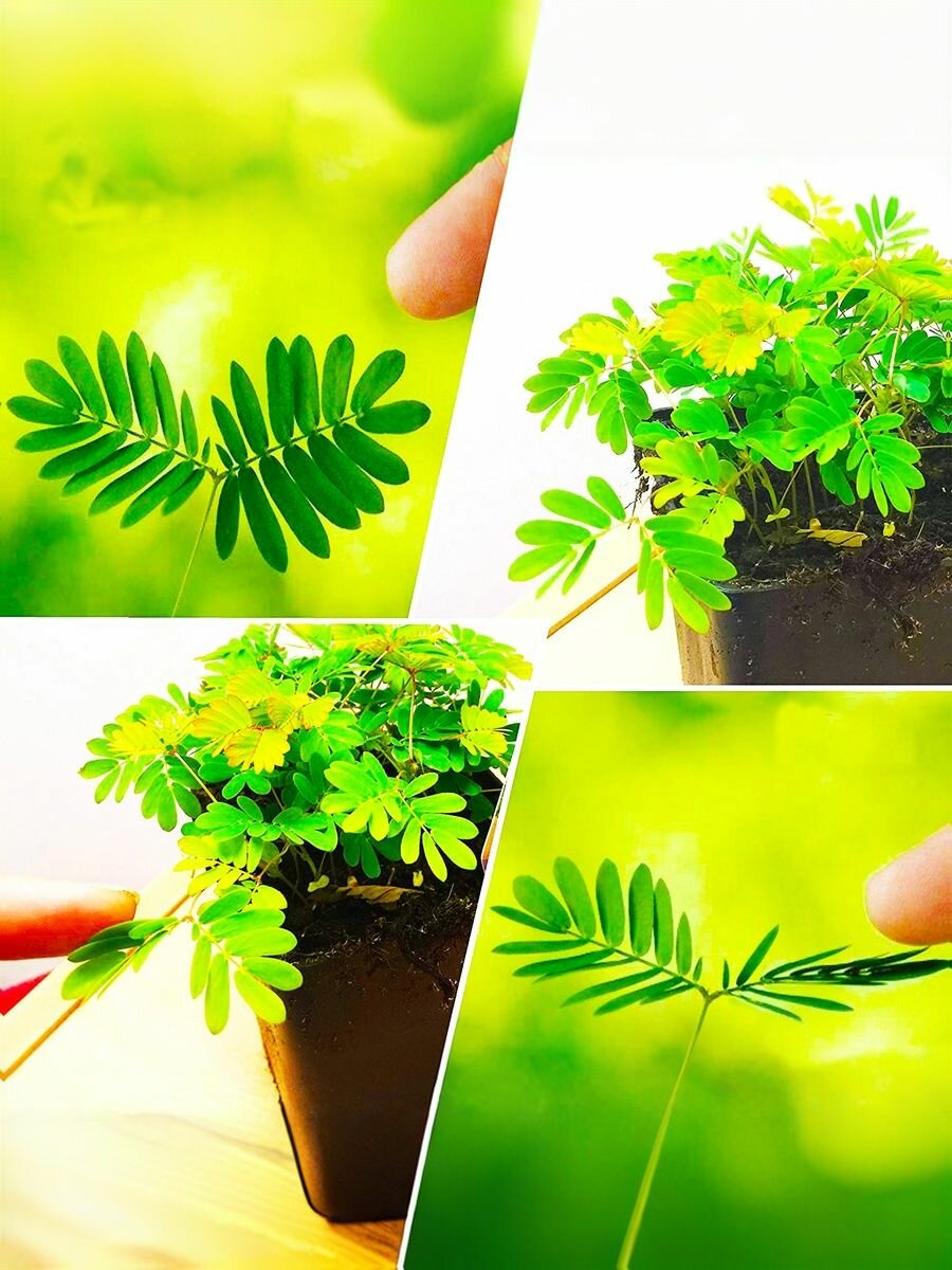 Семена Стыдливая мимоза Недотрога, 15 семян, семена комнатных растений, семена экзотических растений