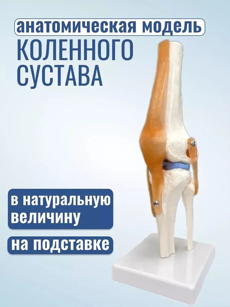 Анатомическая модель коленного сустава человека, со связками, сгибаемыми и вращающимися