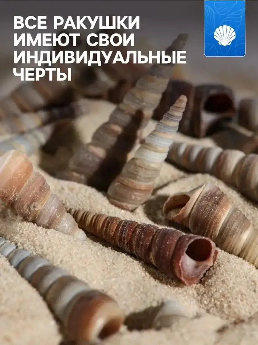 Очаровательный набор ракушек для творчества