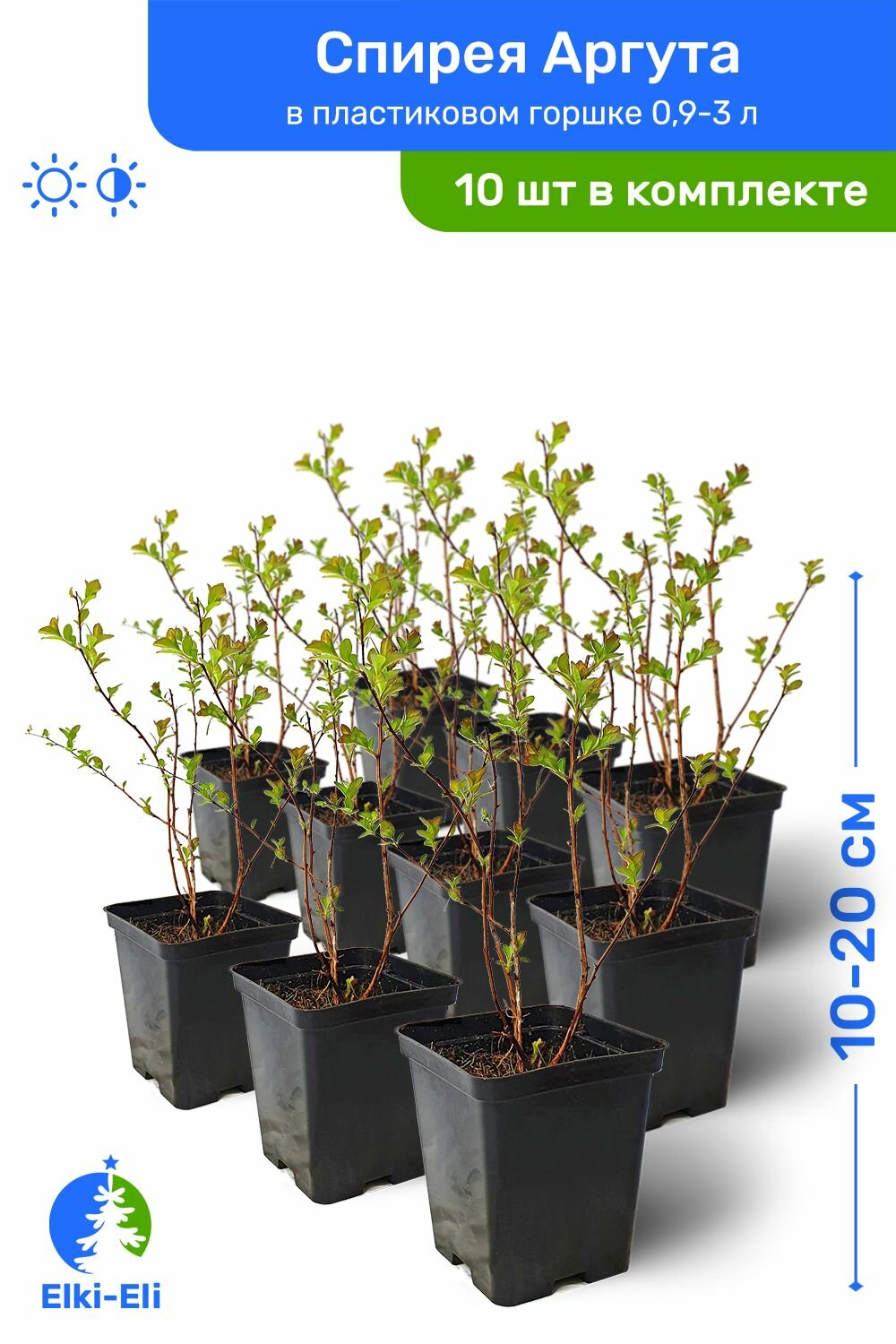 Спирея Аргута (Spiraea arguta) 10-20 см в пластиковом горшке, саженец, лиственное живое растение, комплект из 10 шт