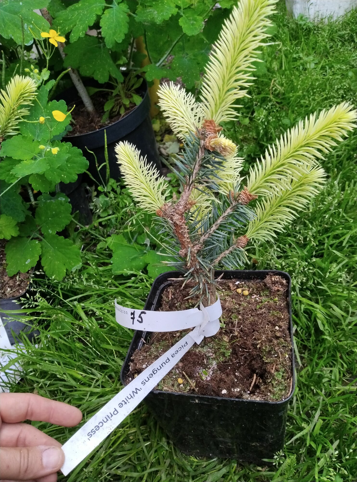 Ель колючая Вайт Принц (Picea pungens White Prince), белый прирост, Р14, коллекция