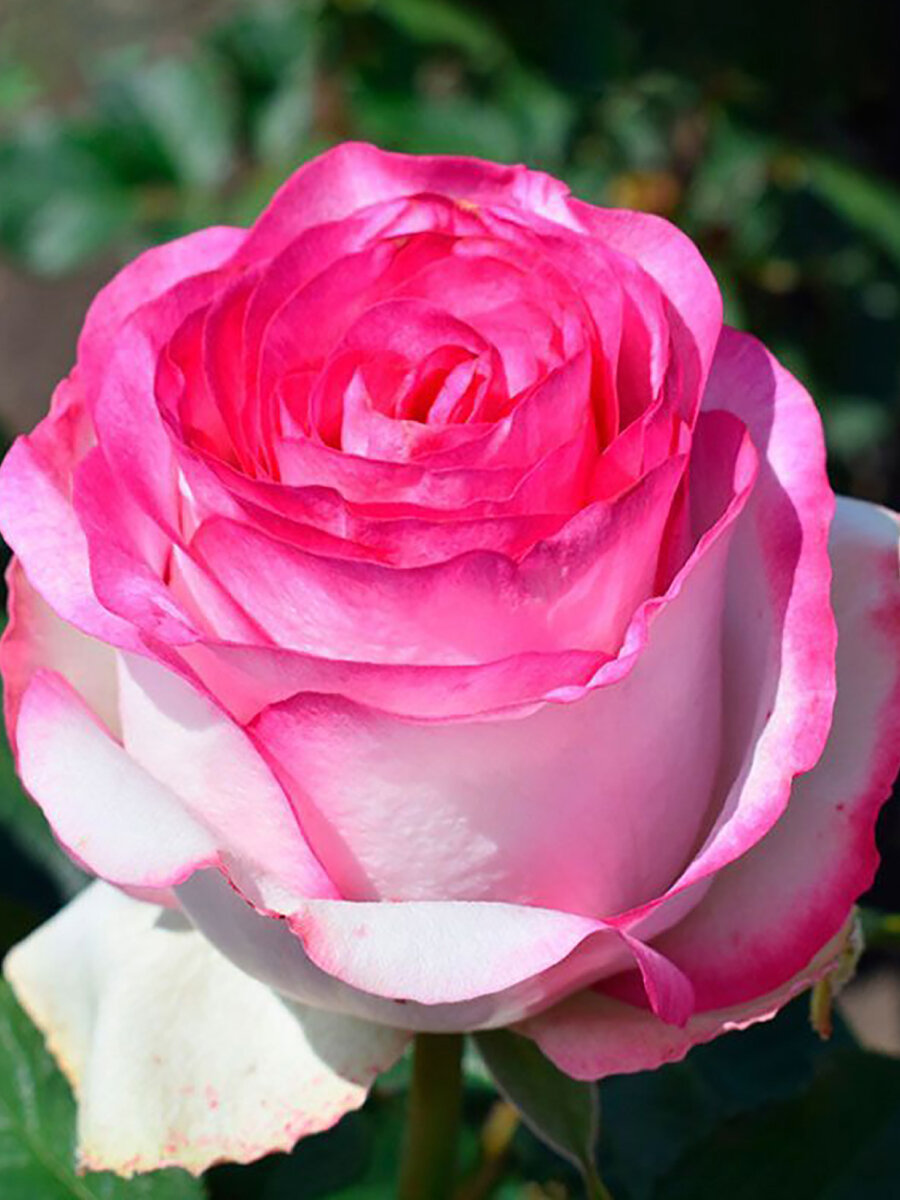 Роза "Белла Вита", 1 саж, чайная, многолетняя, белая и светло-розовая