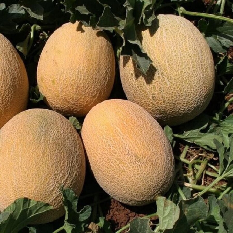 Семена Deodar SEEDS COMPANY Дыня Туркменка 10 шт.